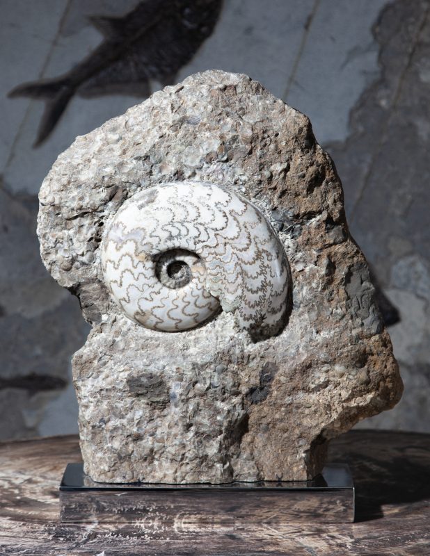 Fossils | Dale Rogers Ammonite