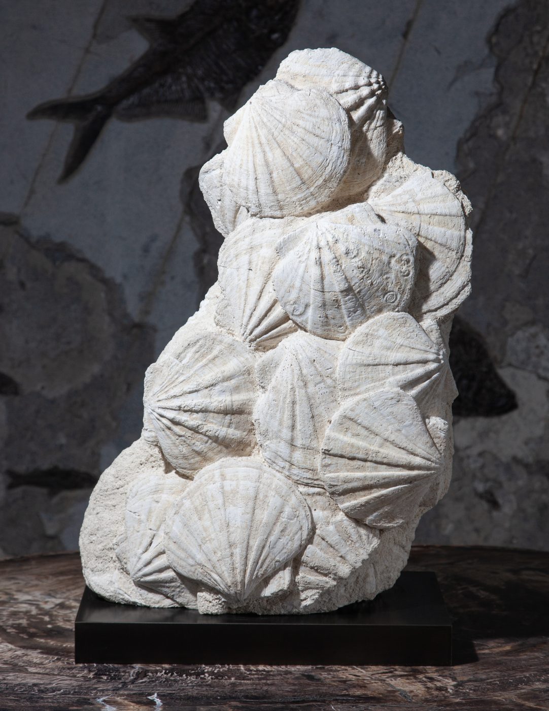 Mounted Pecten Bed | Dale Rogers Ammonite