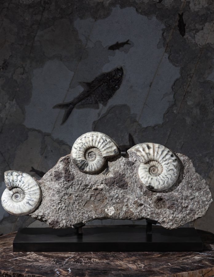 Rare Triple Ammonite Bed | Dale Rogers Ammonite