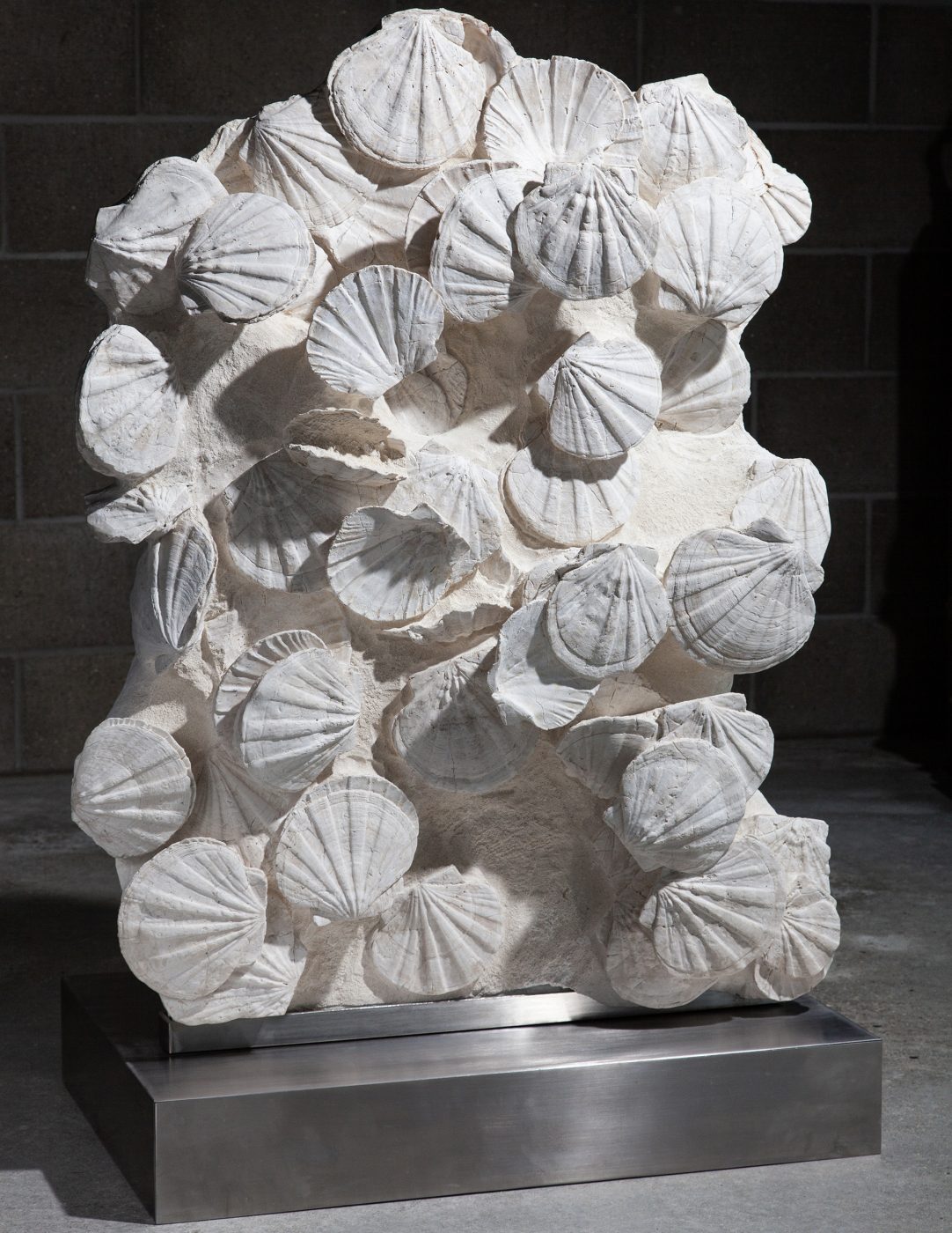 Large Fossil Pecten Bed | Dale Rogers Ammonite