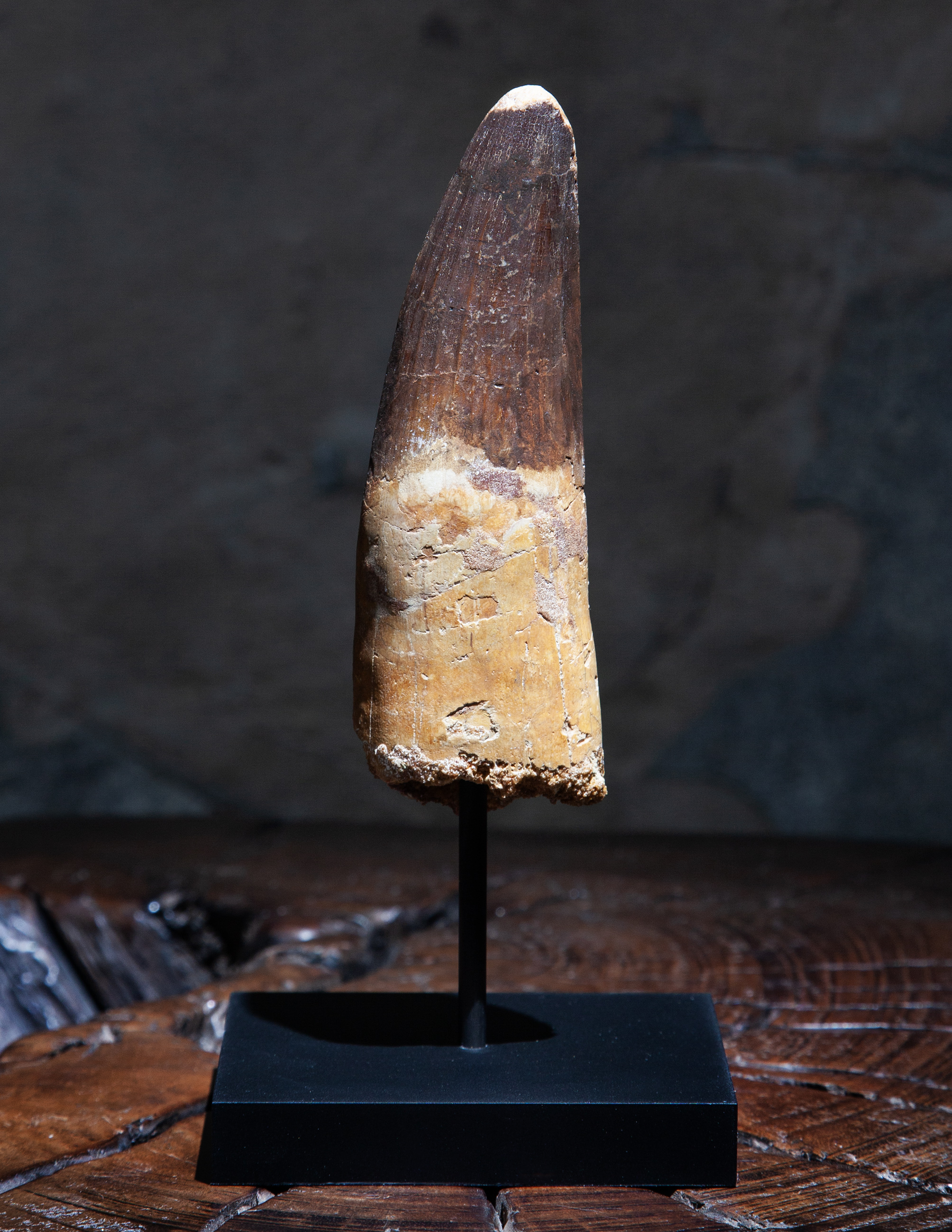 Spinosaurus Dinosaur tooth (Large) | Dale Rogers Ammonite