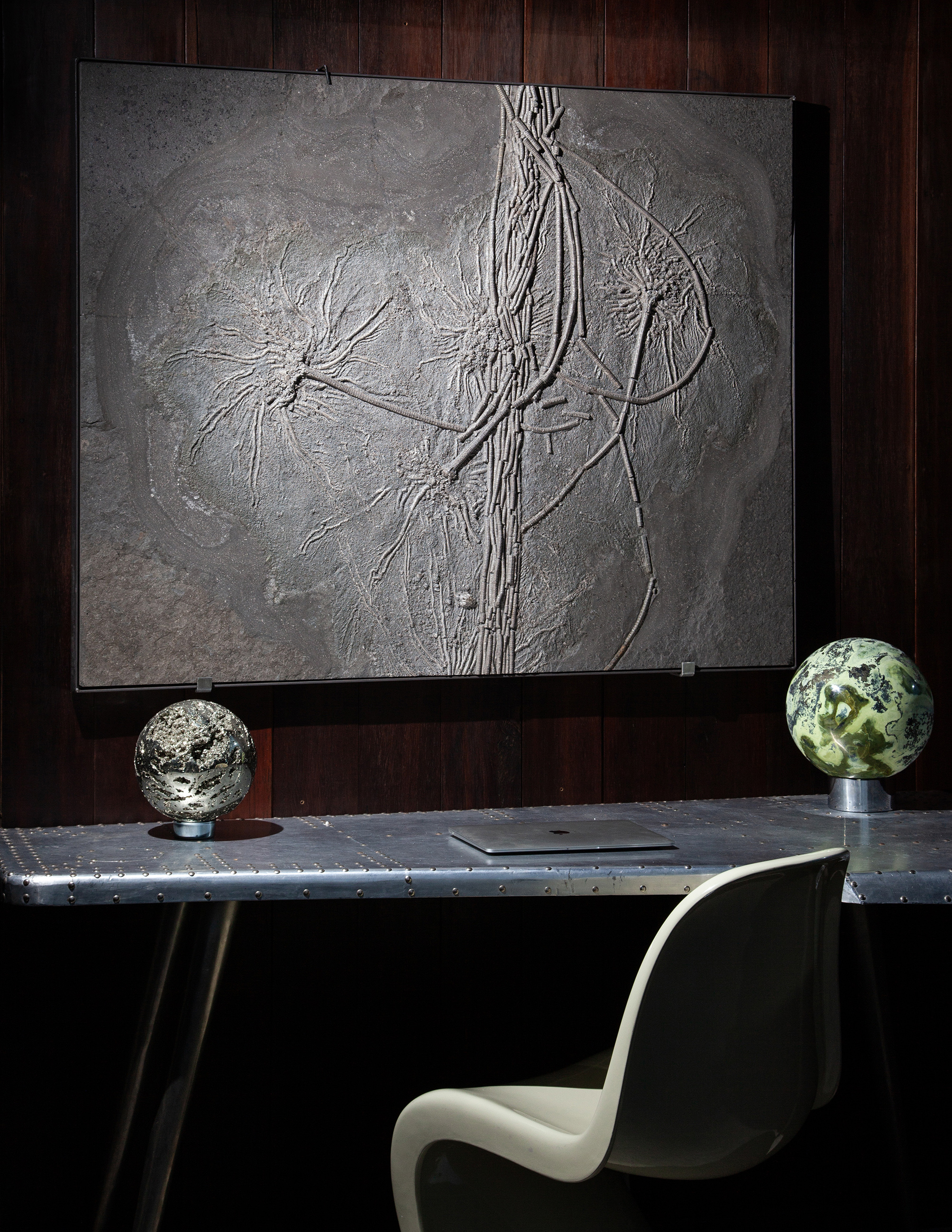 Large Crinoid Fossil Bed | Dale Rogers Ammonite