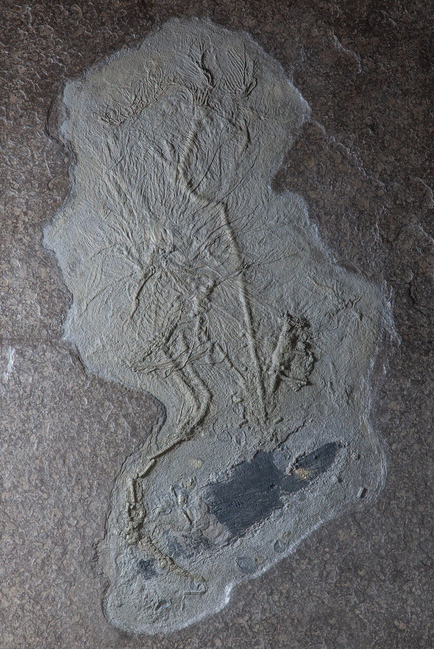 Pyritised Crinoid Bed | Dale Rogers Ammonite