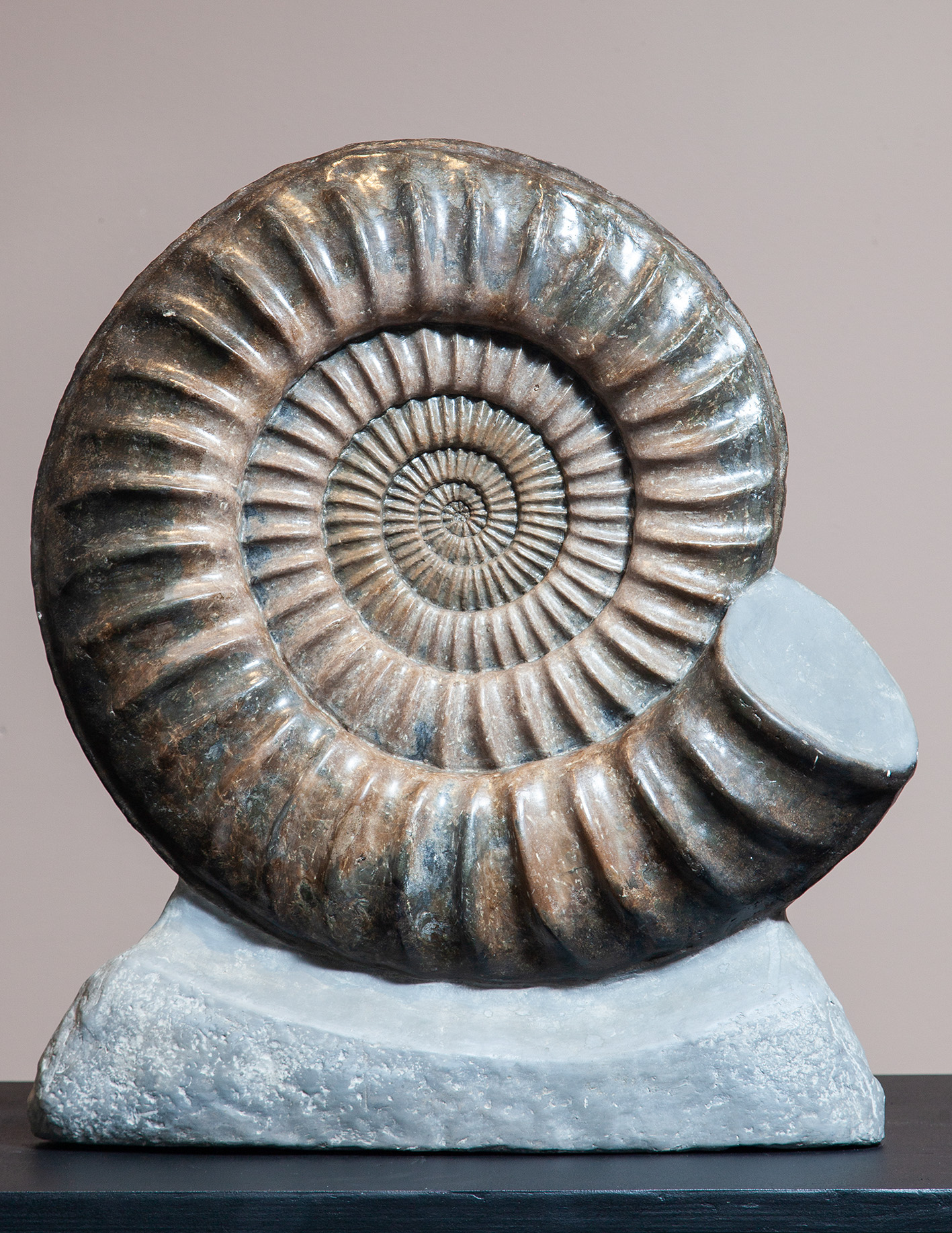 Giant Exceptional Ammonite | Dale Rogers Ammonite